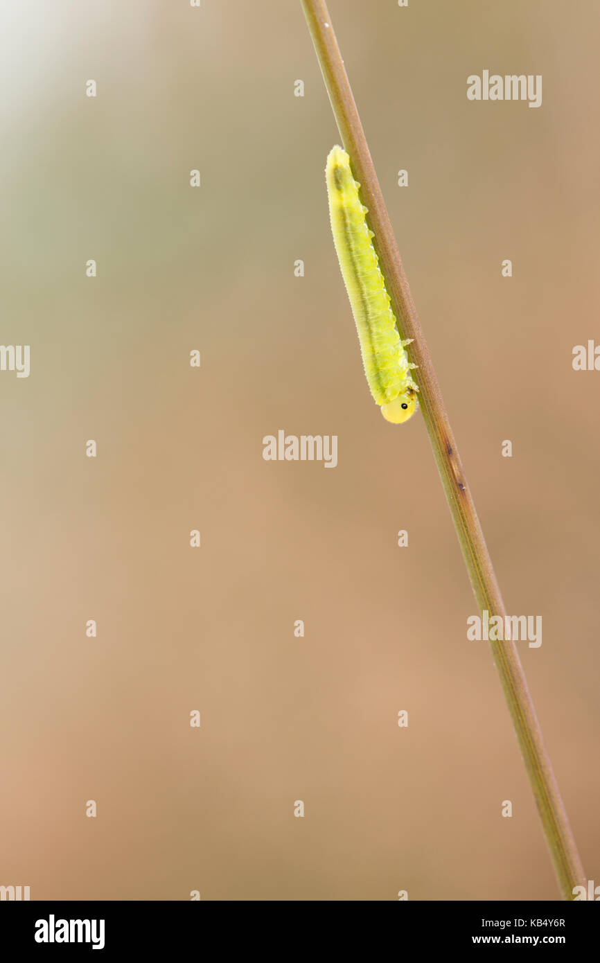 Larva Sawfly (Symphyta) sitting on stem, The Netherlands, Drenthe ...