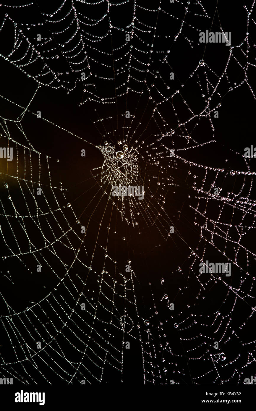 Araneus Sp Stock Photos & Araneus Sp Stock Images - Alamy