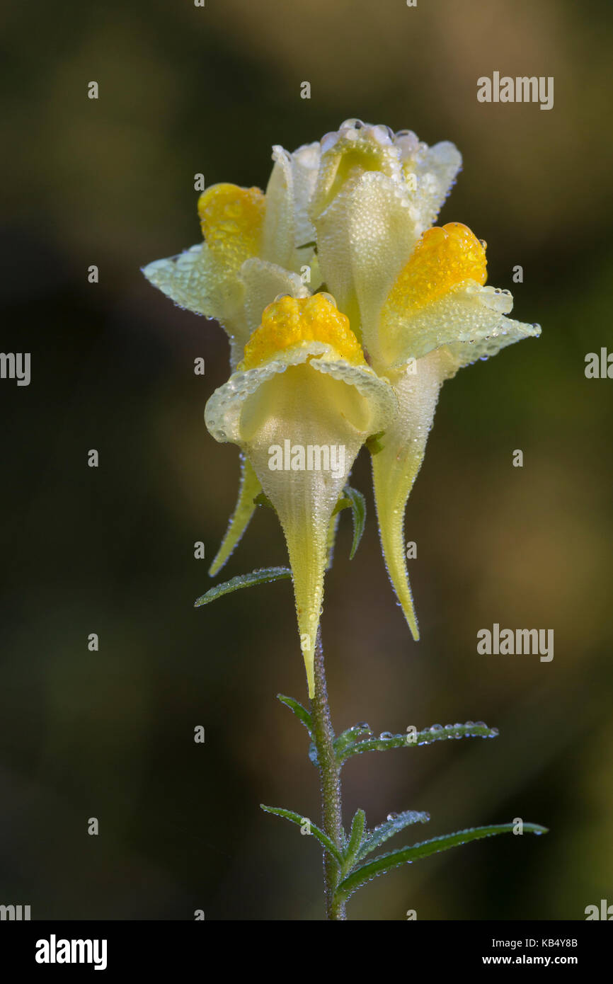 Dew droplets coating the flower head of a Common Toadflax (Linaria ...