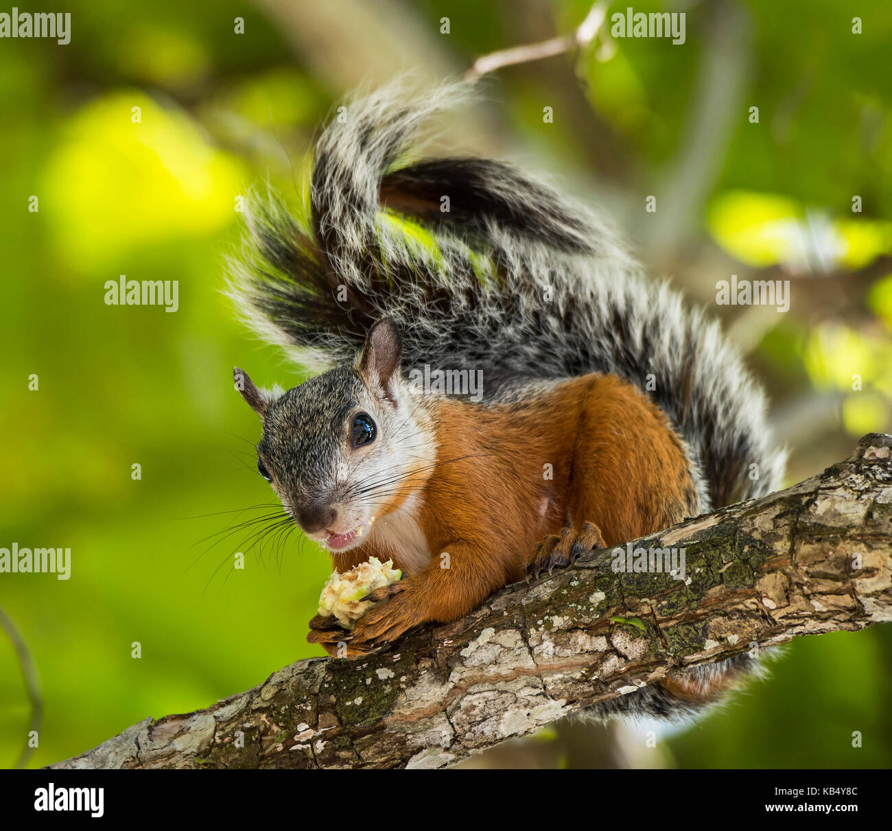 Variegated Squirrel (Sciurus variegatoides) foraging in almond tree ...