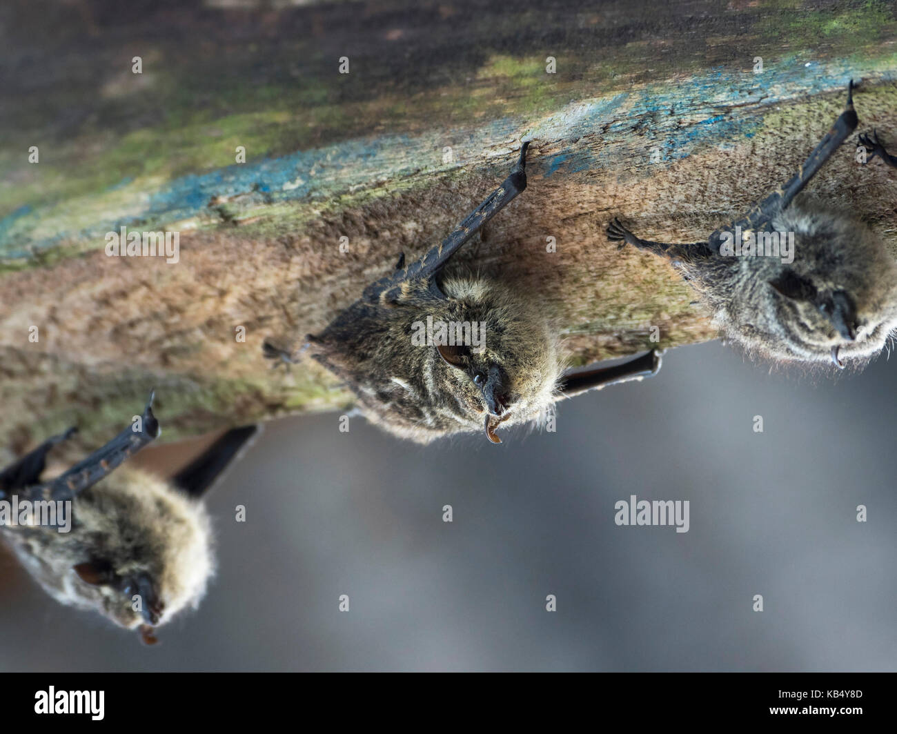 Proboscis Bats (Rhynchonycteris naso) hanging upside down in row under ...