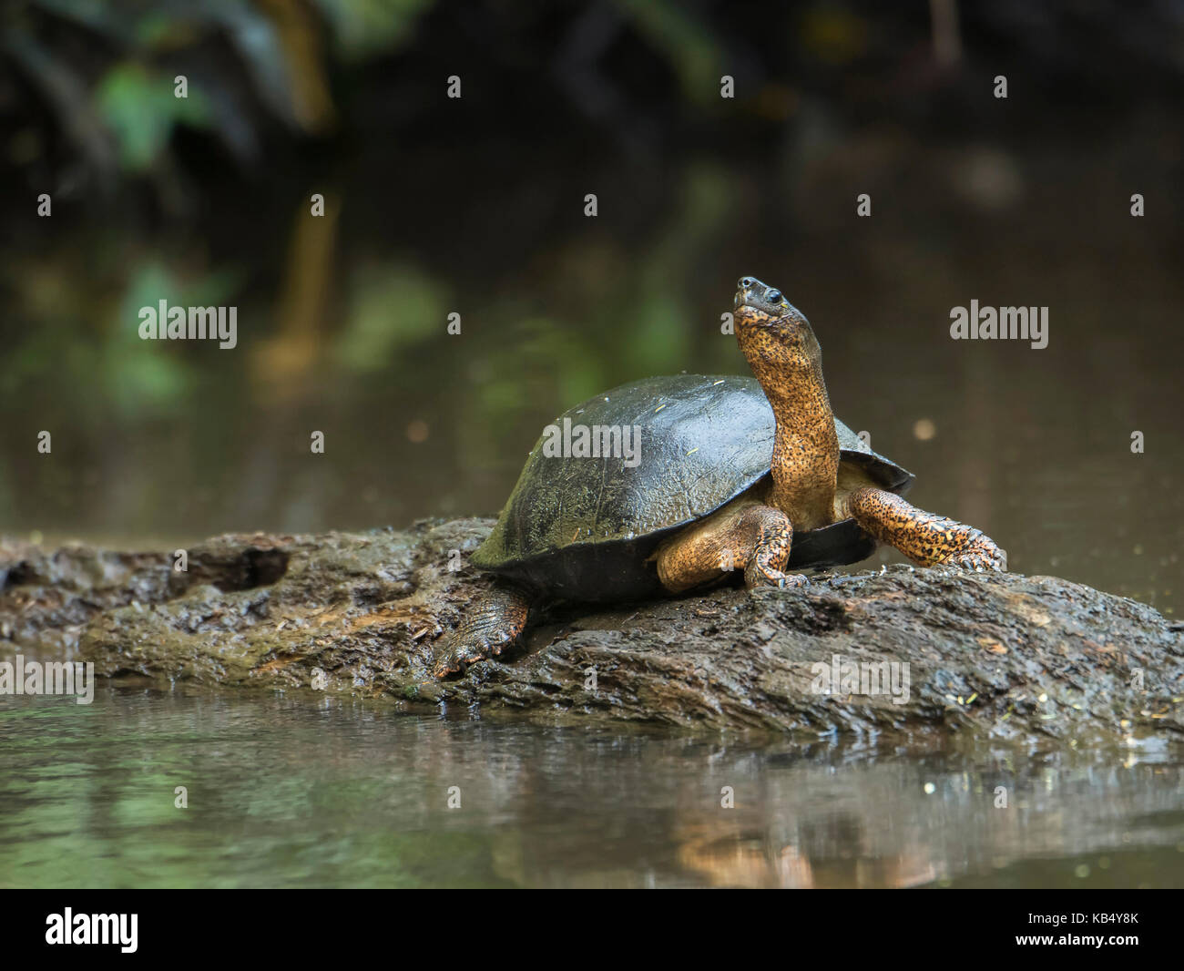 Black Wood Turtle High Resolution Stock Photography and Images - Alamy