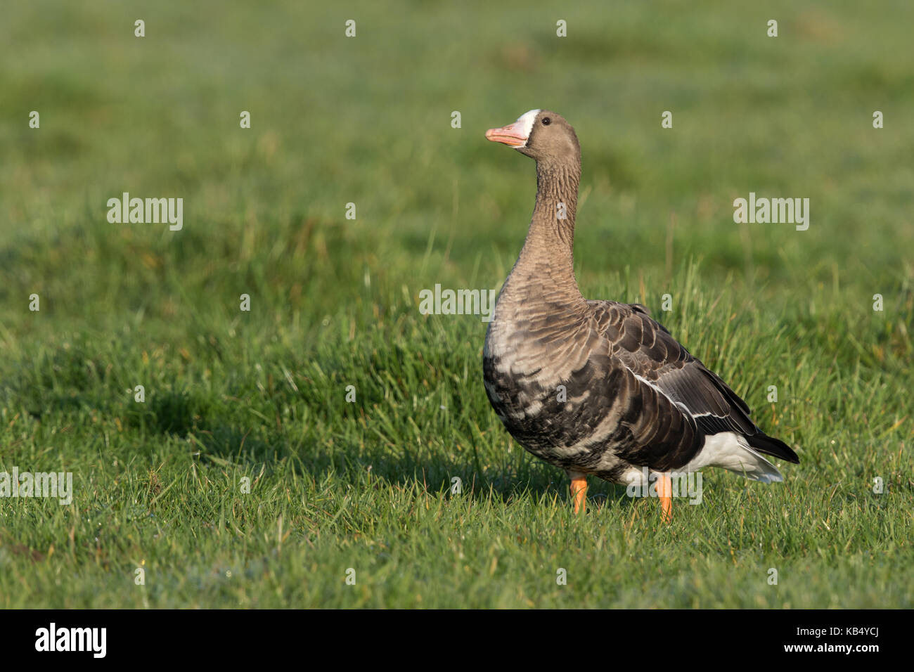 White-fronted Goose (Anser albifrons) adult showing aggressive behavior ...