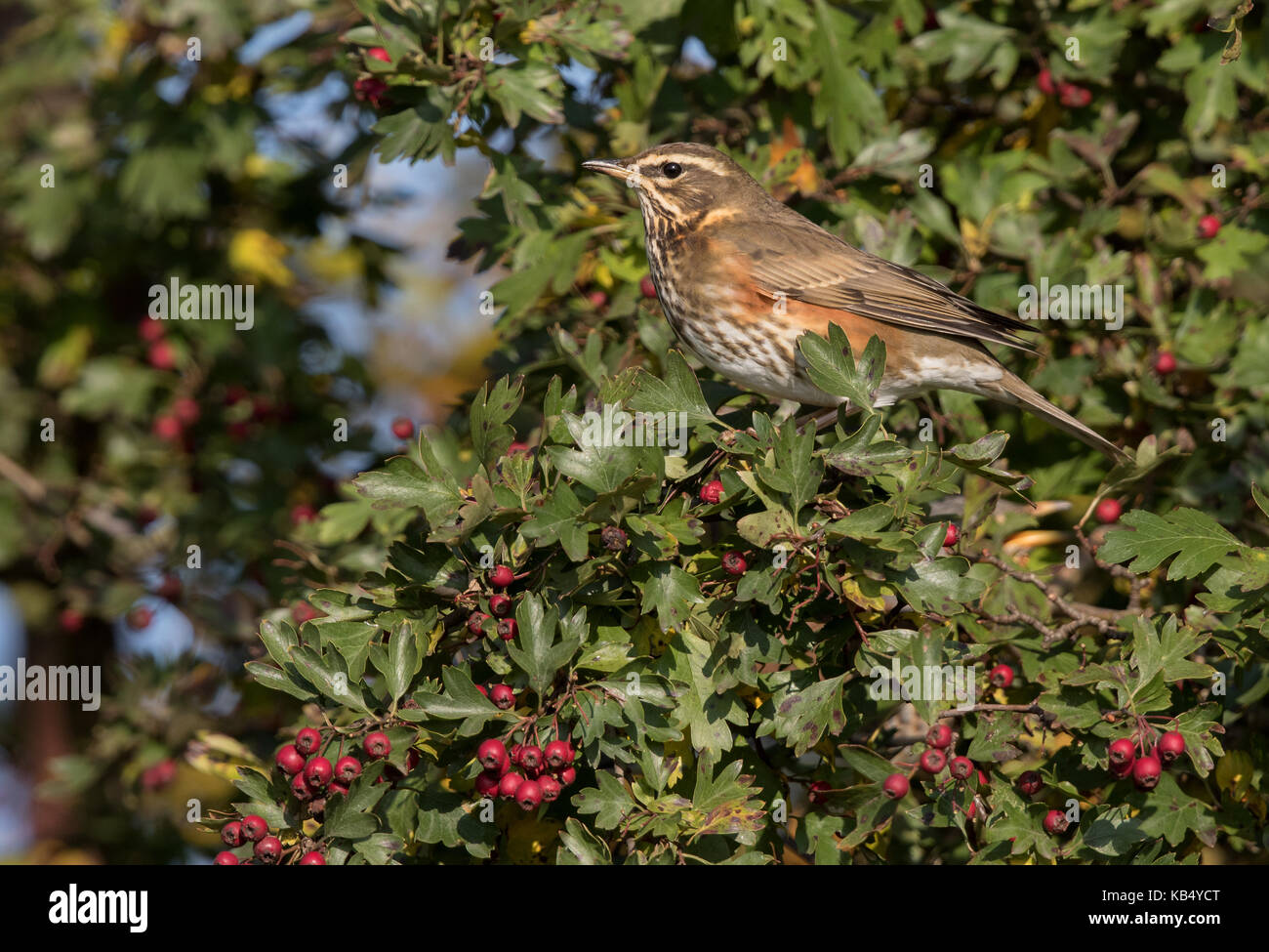 Redwing (Turdus iliacius) perched on Singleseed Hawthorn (Crataegus ...