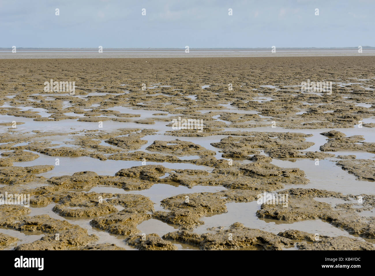 Mud-bank of the Waddensea during low tide, The Netherlands, Friesland ...
