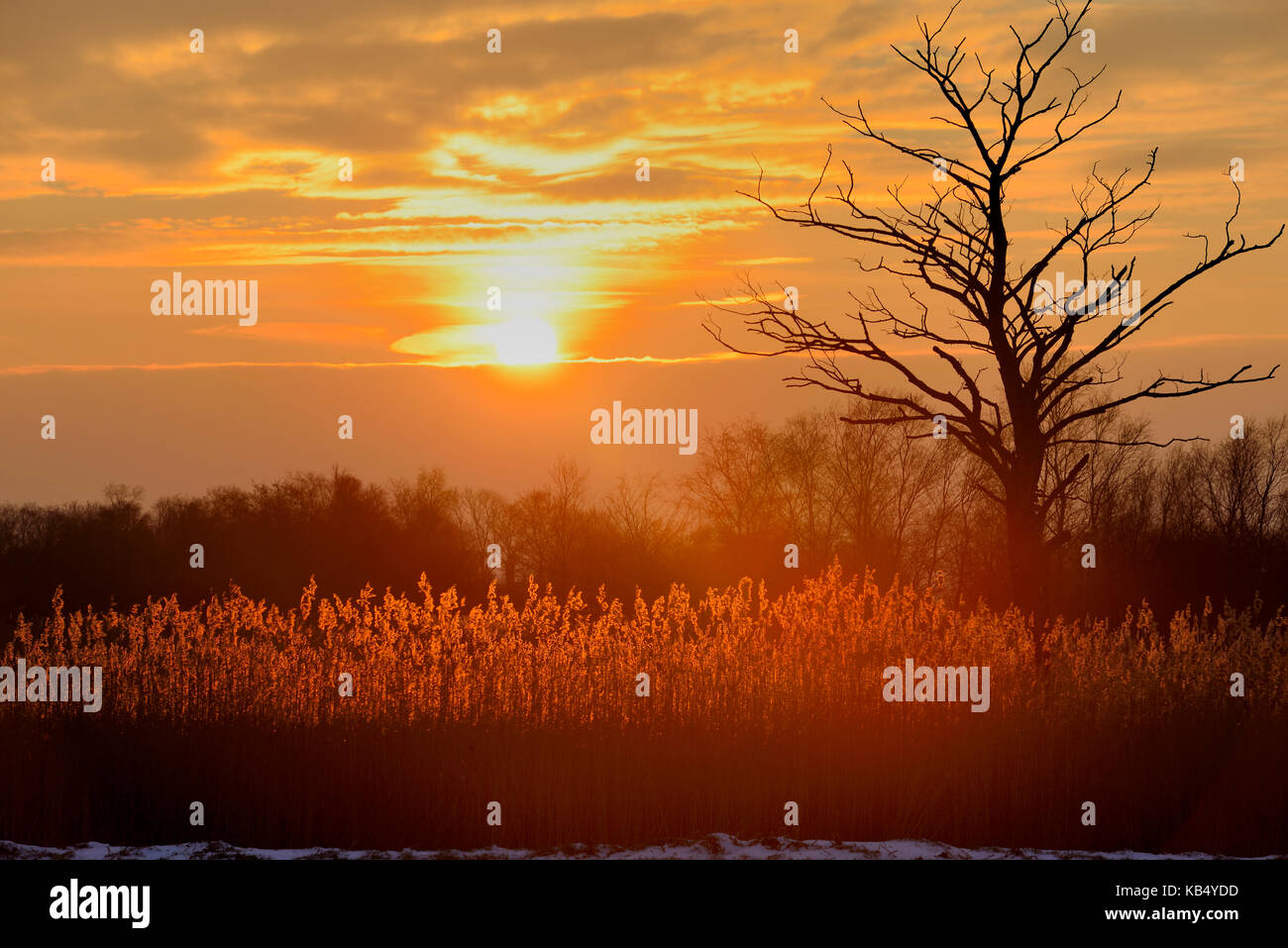 Reedland during sunset against the light, The Netherlands, Overijssel ...