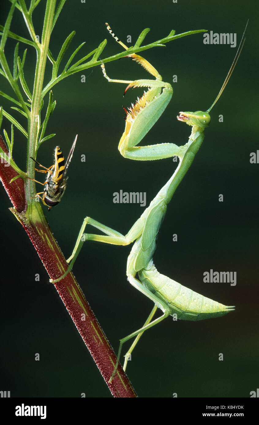 Side view two praying mantis hi-res stock photography and images - Alamy