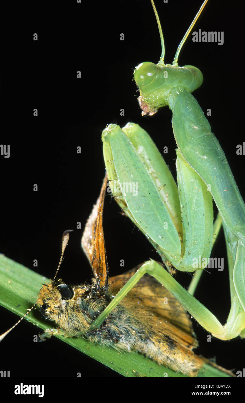 Praying Mantis (Mantis religiosa) in close up, feeding on moth, Belgium ...