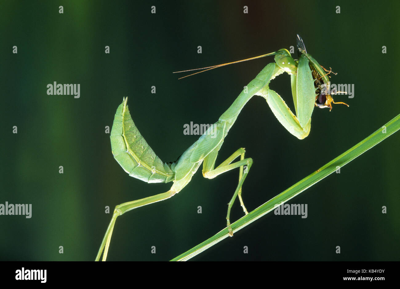 Praying Mantis (Mantis religiosa) with caught insect, Belgium Stock ...