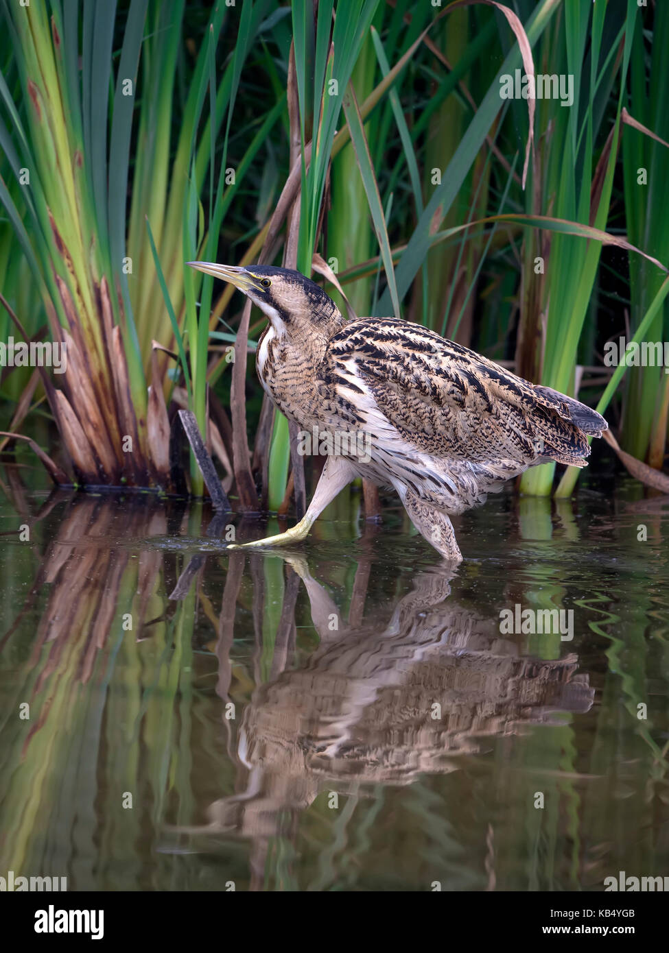 Great Bittern (Botaurus stellaris) wading in shallow water and looking ...