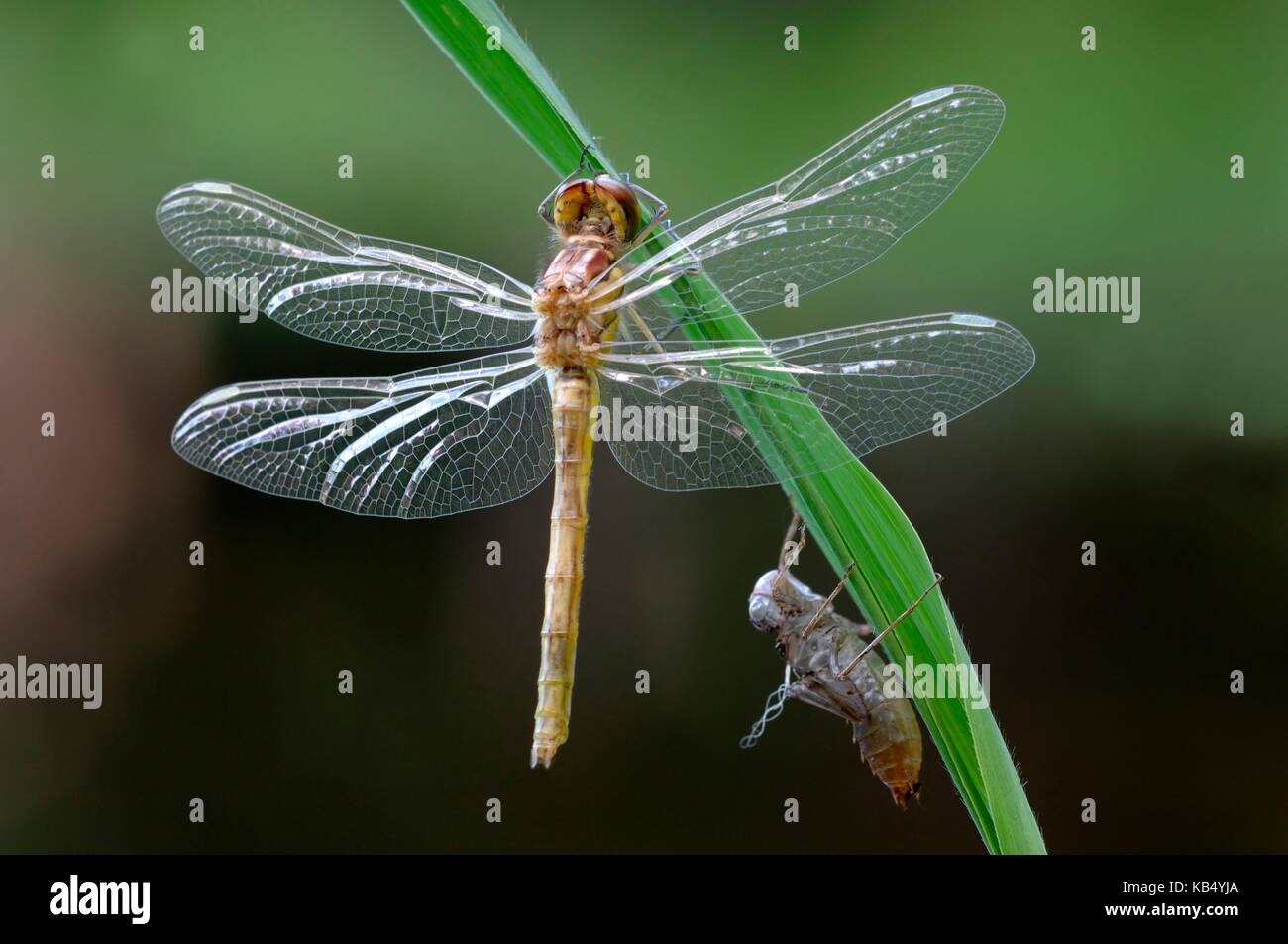Vagrant Darter (Sympetrum vulgatum) has just came out of the larva and ...