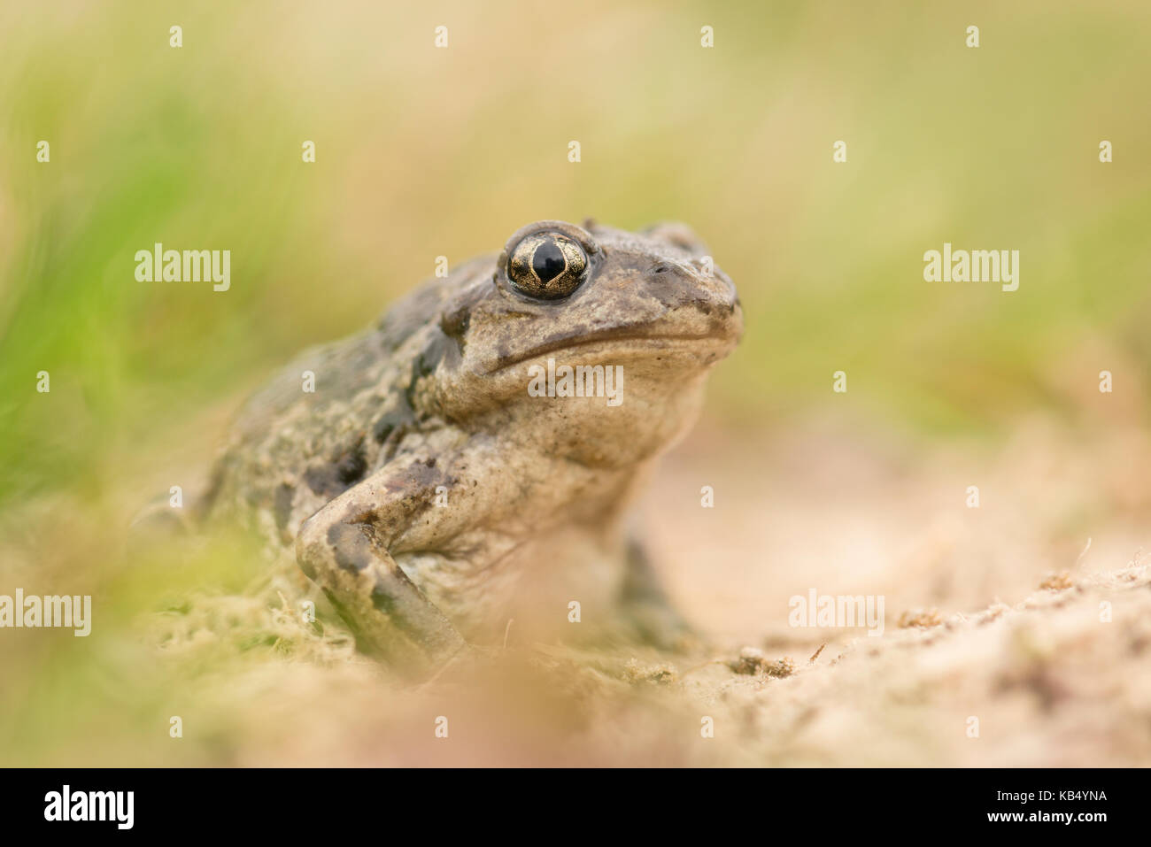 Common Spadefoot Toad (Pelobates fuscus) female sitting, The ...