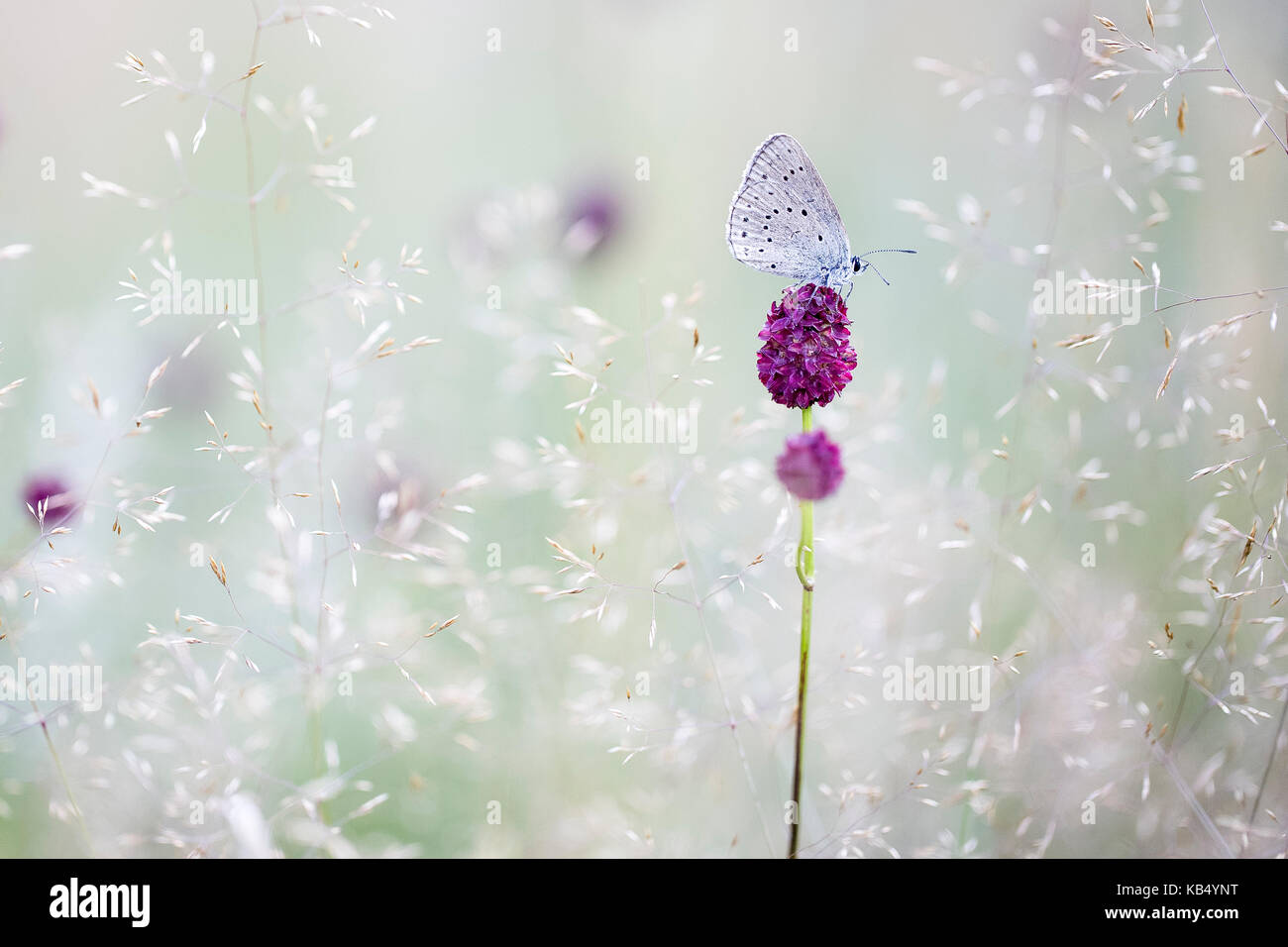 Maculinea teleius hi-res stock photography and images - Alamy