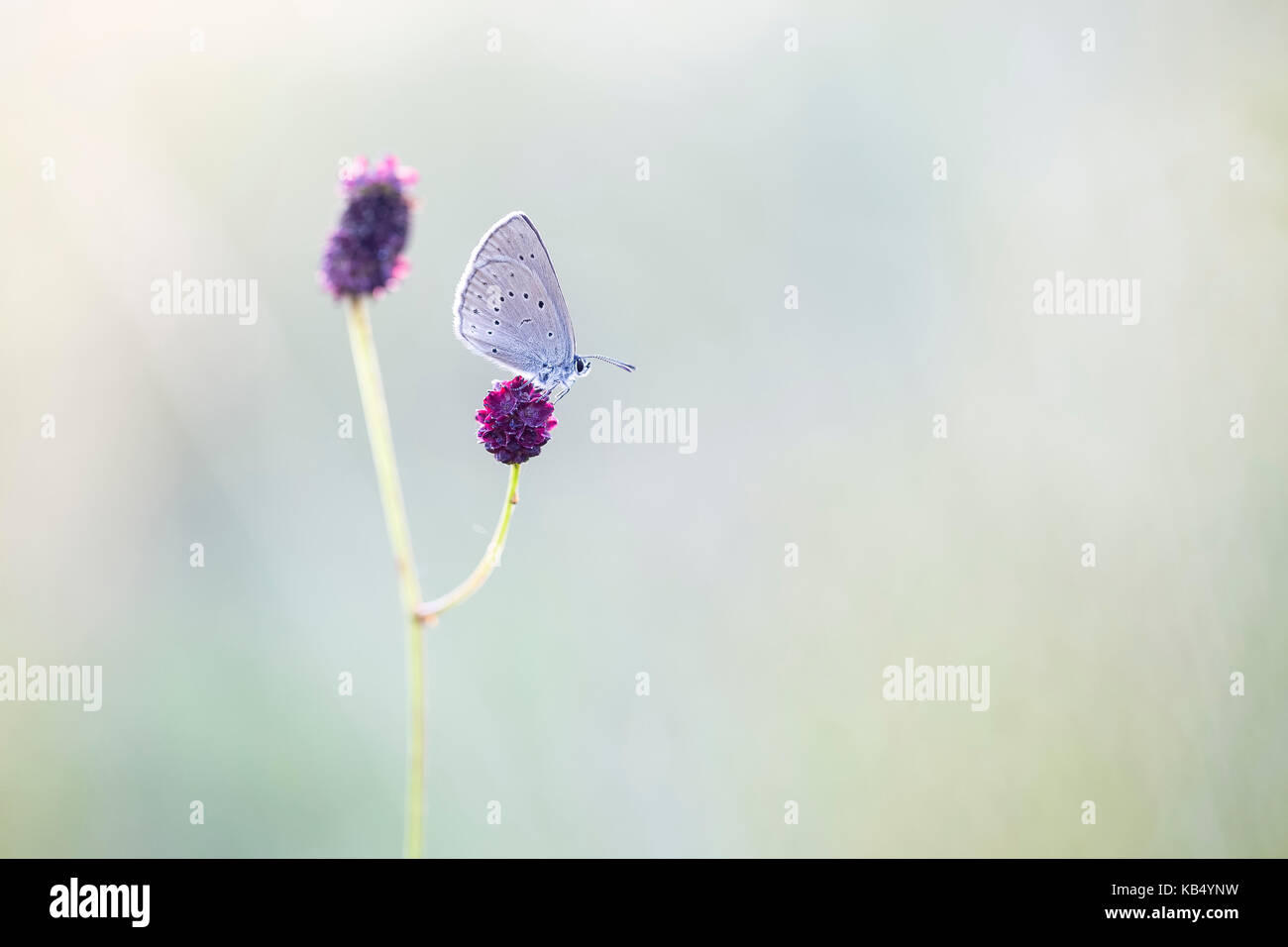 Maculinea Teleius High Resolution Stock Photography and Images - Alamy