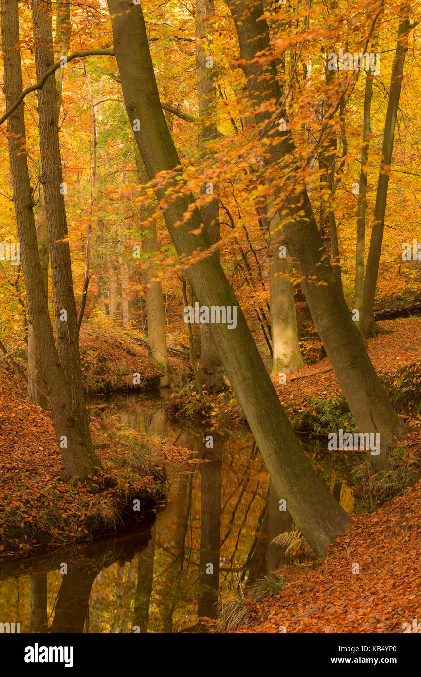 autumn forest river, the netherlands, Leuvenumse bos Stock Photo - Alamy