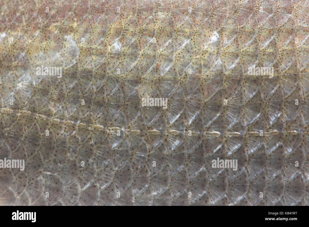 Animal scales hi-res stock photography and images - Alamy