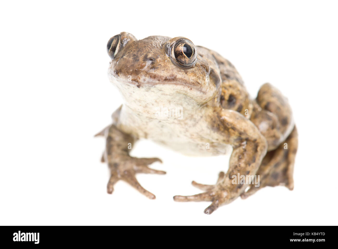 Common Spadefoot Toad (Pelobates fuscus) male isolated on white ...