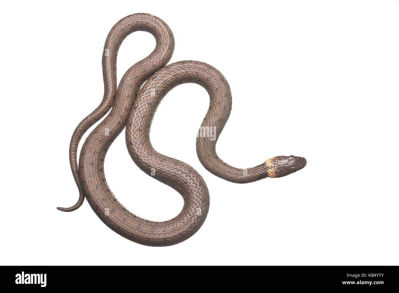 Grass Snake (Natrix natrix) isolated against white background, France ...