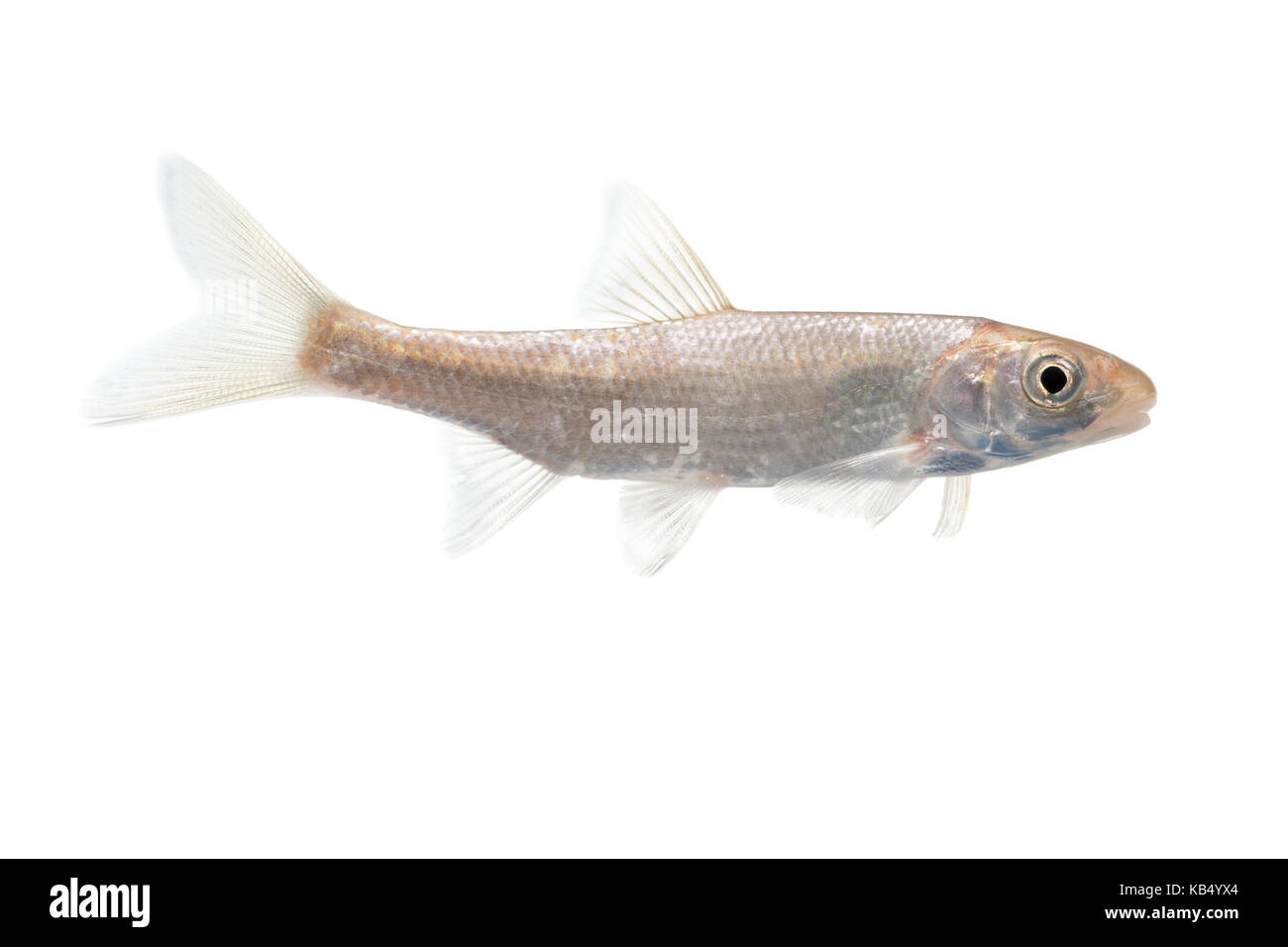 Common Dace (Leuciscus leuciscus) isolated against white background ...
