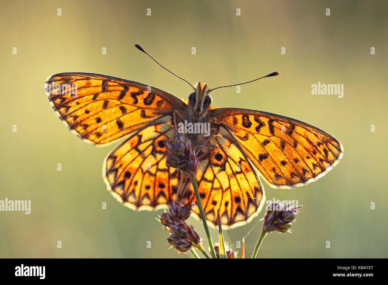 Small Pearl-bordered Fritillary (Boloria selene) butterfly resting on ...