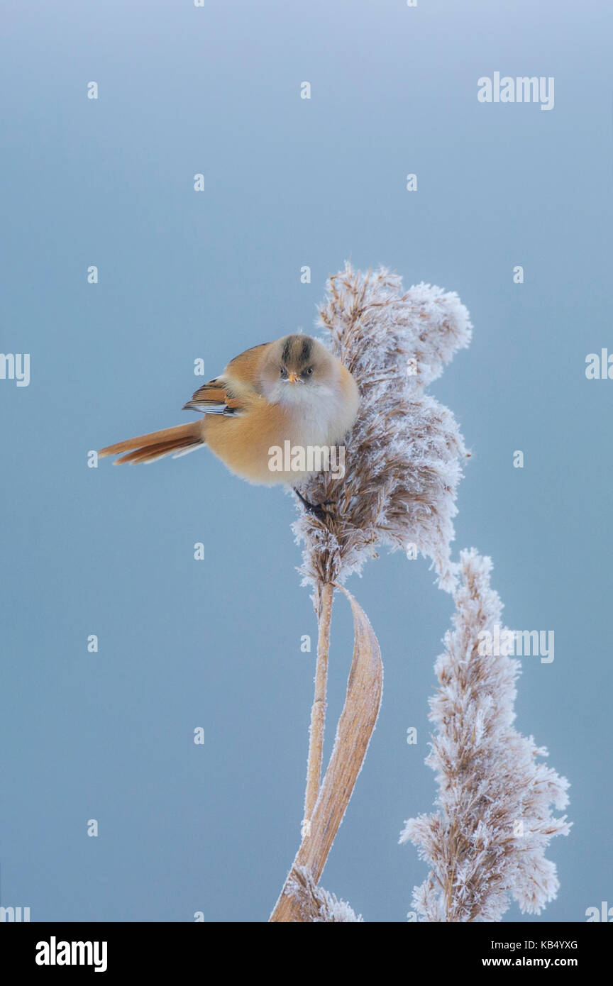 Bearded Reedling (Panurus biarmicus) female foraging early in the ...
