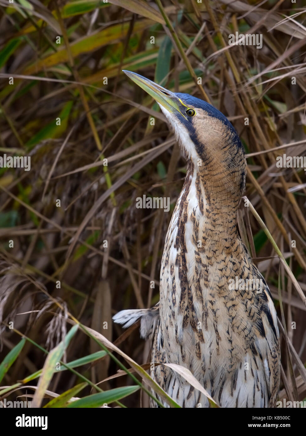 Great Bittern (Botaurus stellaris) standing in the reed and looking at ...
