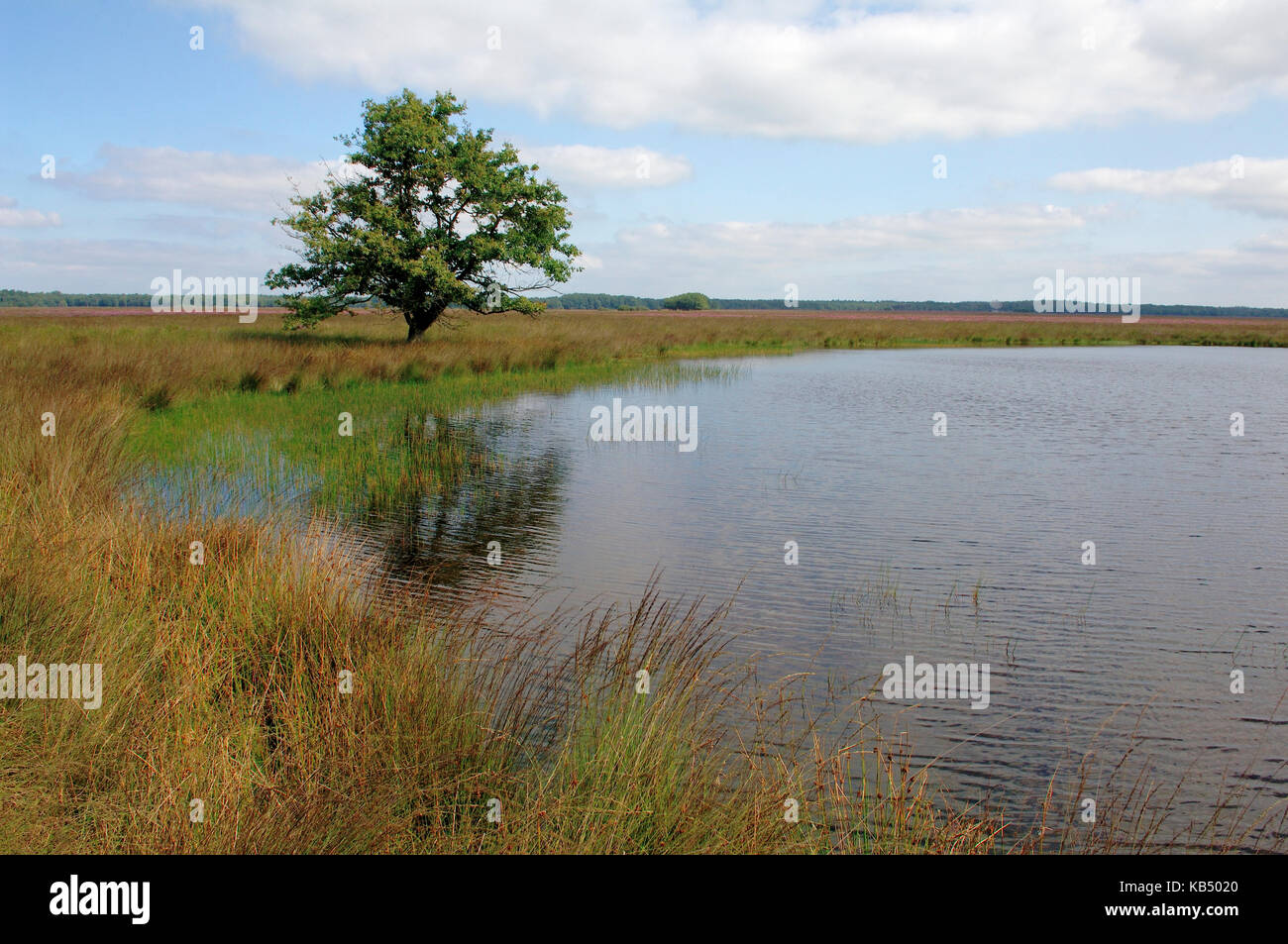 Fen on wet heatherfield in National Park Dwingelderveld, The ...