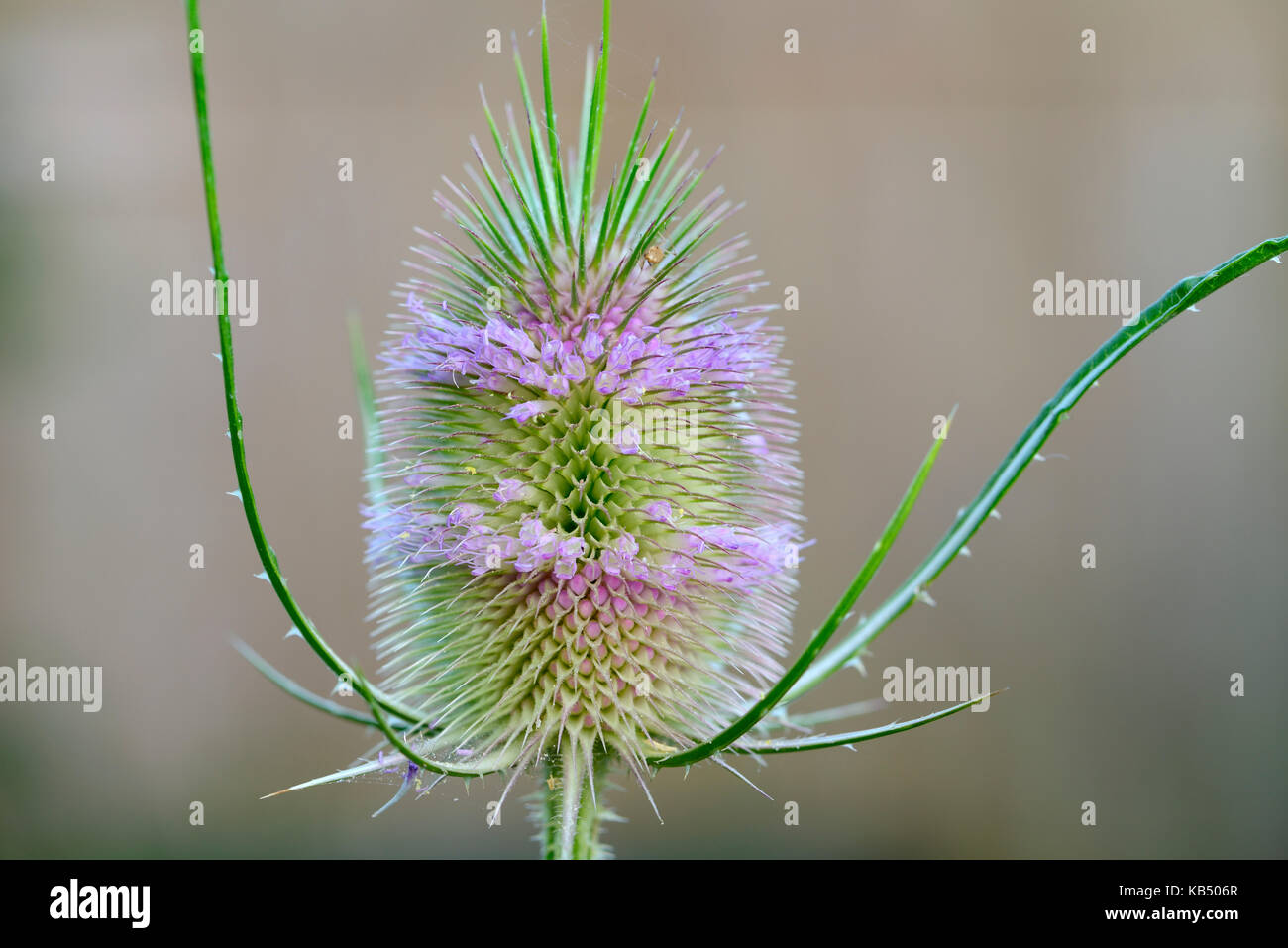 Flowering Wild Teasel (Dipsacus fullonum), The Netherlands, Overijssel ...