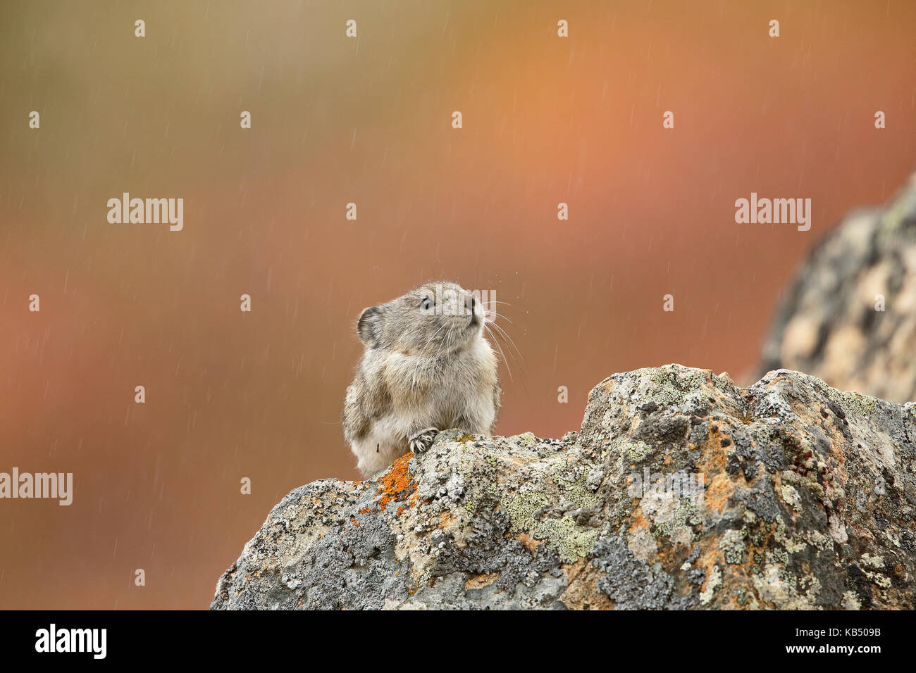 Collared Pika (Ochotona collaris) sitting on a rock in the rain with ...