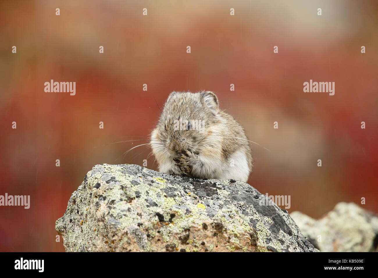 Collared Pika (Ochotona collaris) sitting on a rock in the rain ...