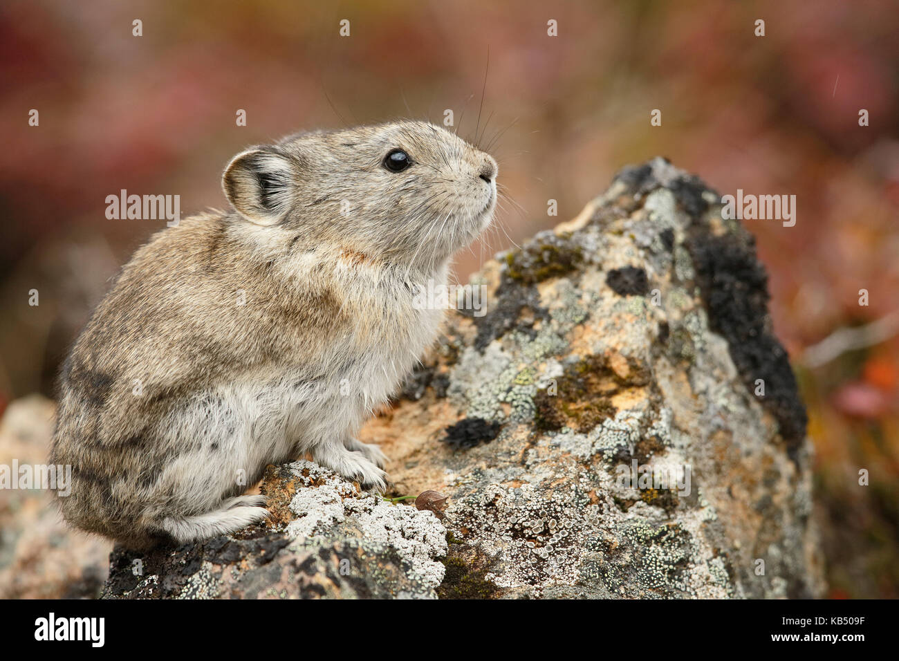 Collared Pika (Ochotona collaris) sitting on a rock, United States ...