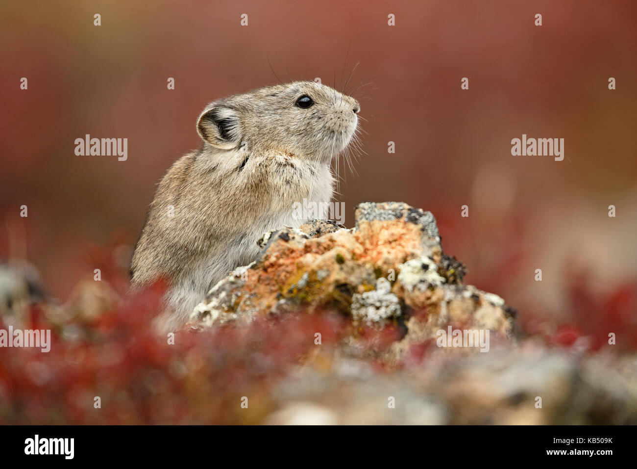 Collared Pika (Ochotona collaris) sitting on a rock, United States ...