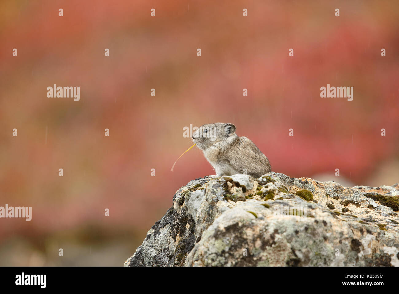Collared Pika (Ochotona collaris) sitting on a rock in the rain with ...