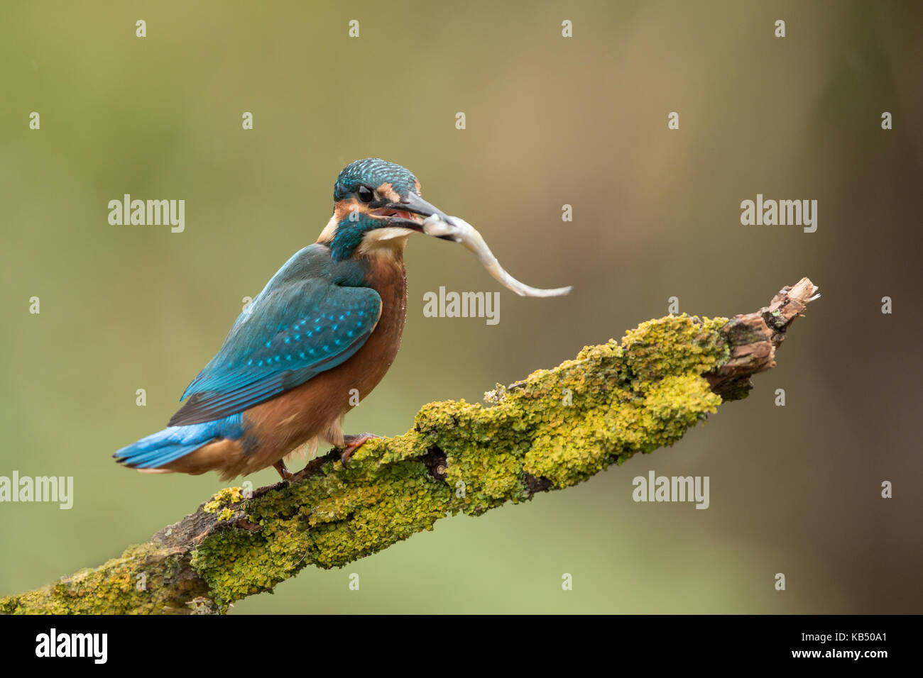 Adult Kingfisher (Alcedo atthis) with common minnow (Phoxinus phoxinus ...