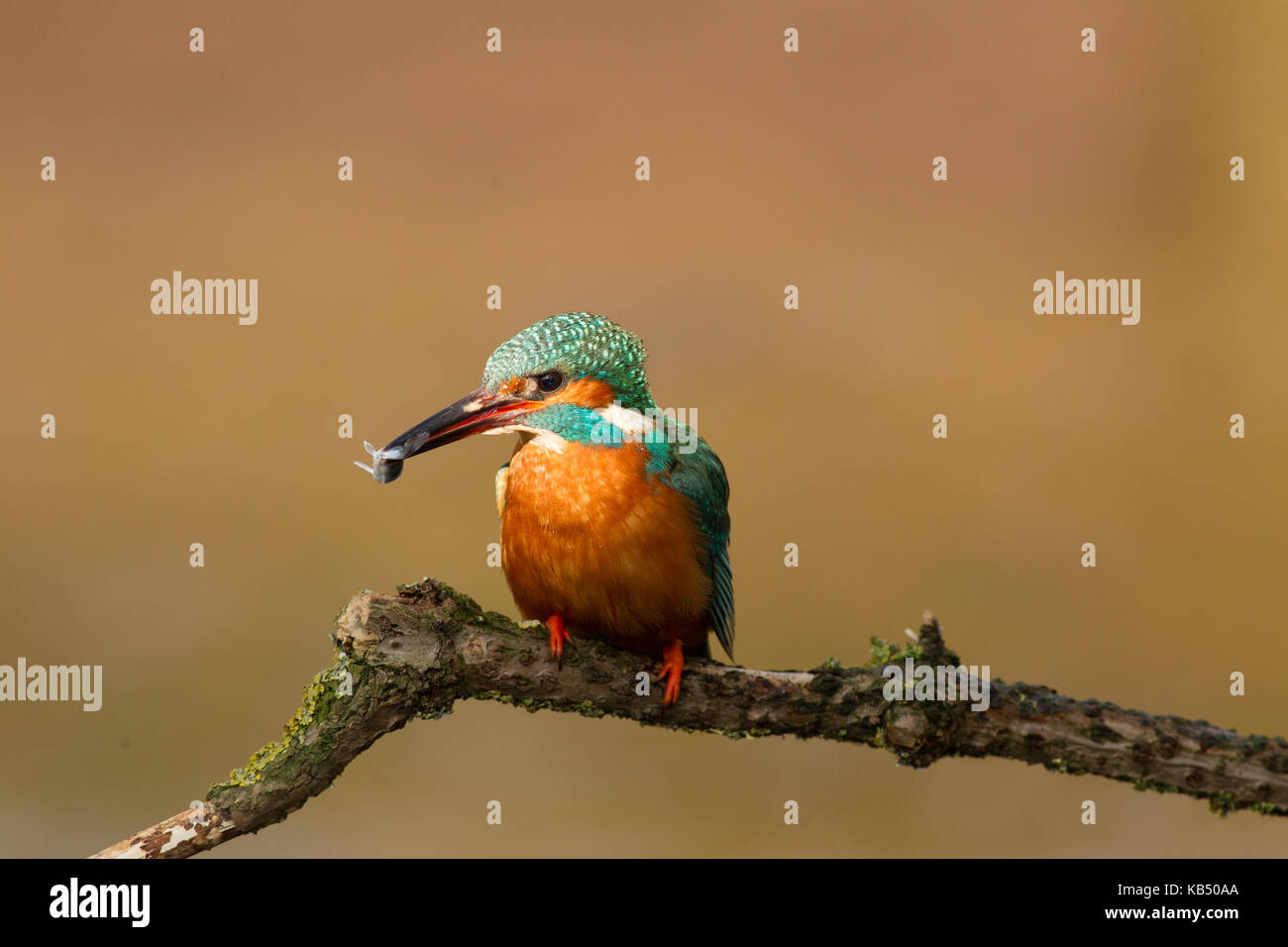 European Kingfisher (Alcedo atthis) eating common minnow (Phoxinus ...