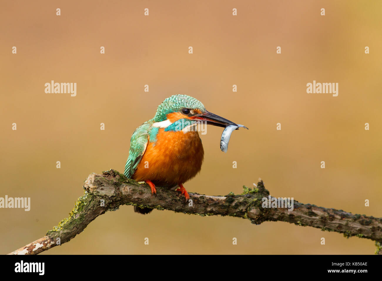 European Kingfisher (Alcedo Atthis) with common minnow (Phoxinus ...