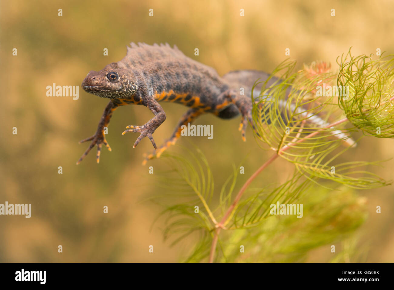 Italian Crested Newt High Resolution Stock Photography and Images - Alamy