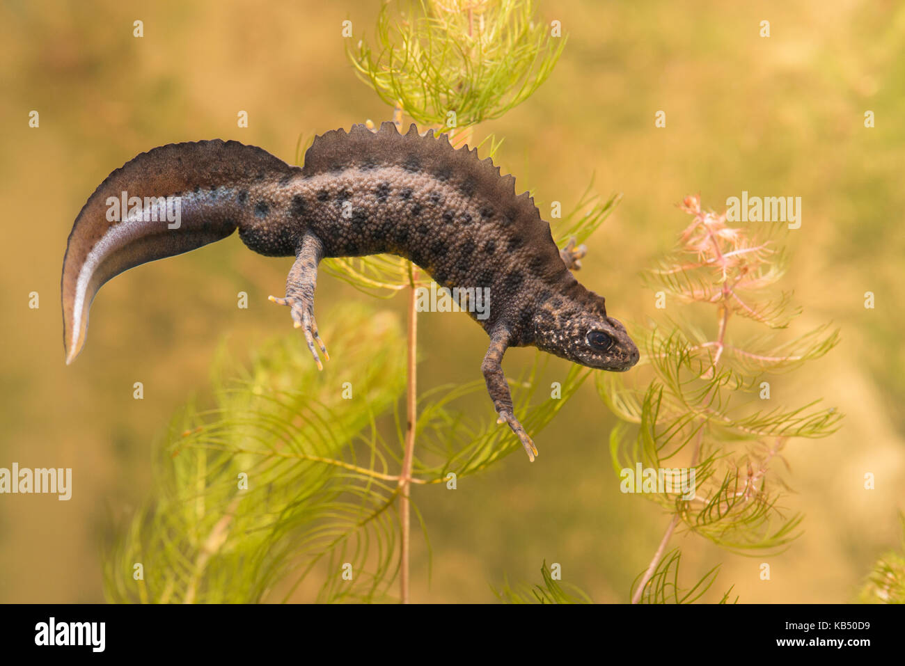 Italian Crested Newt High Resolution Stock Photography and Images - Alamy