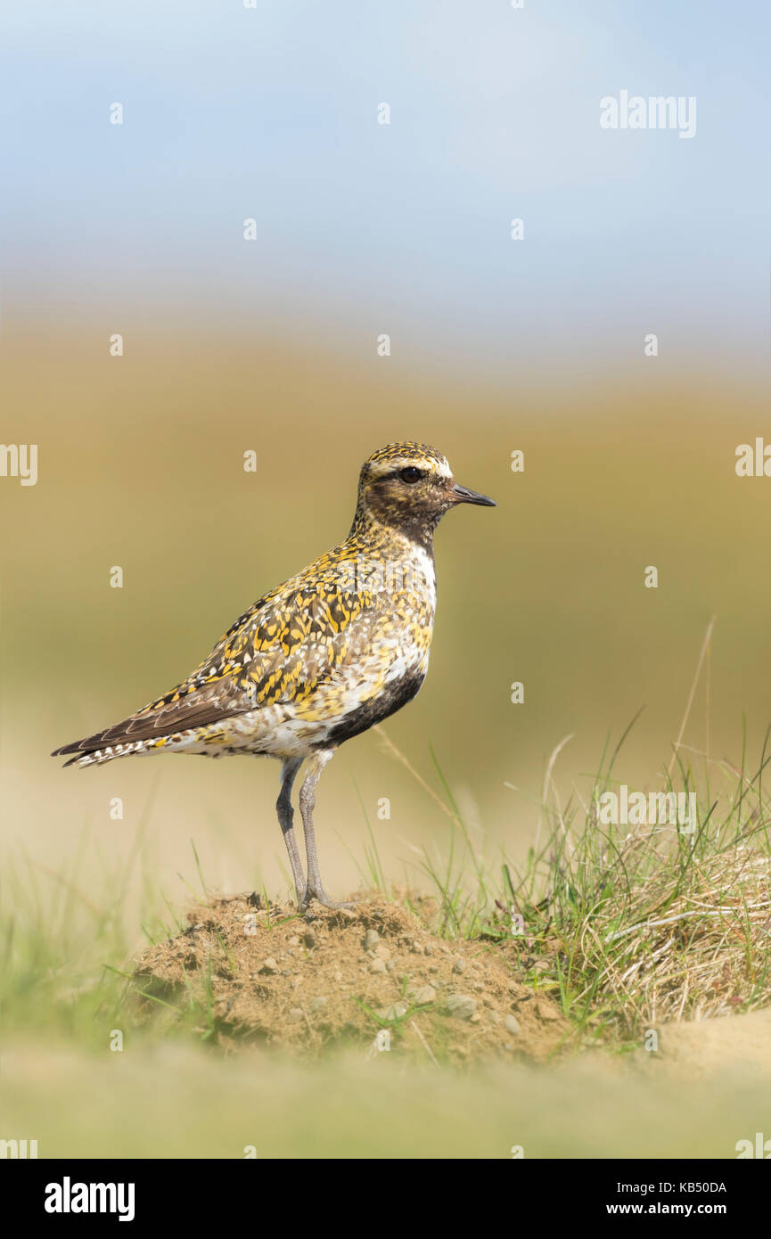 European Golden Plover (Pluvialis apricaria) male in breeding plumage ...