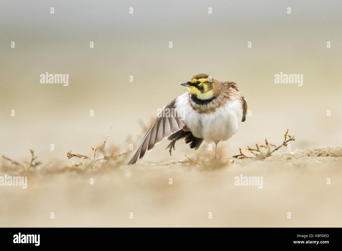 Horned Lark (Eremophila alpestris) stretching on sand dune, The ...