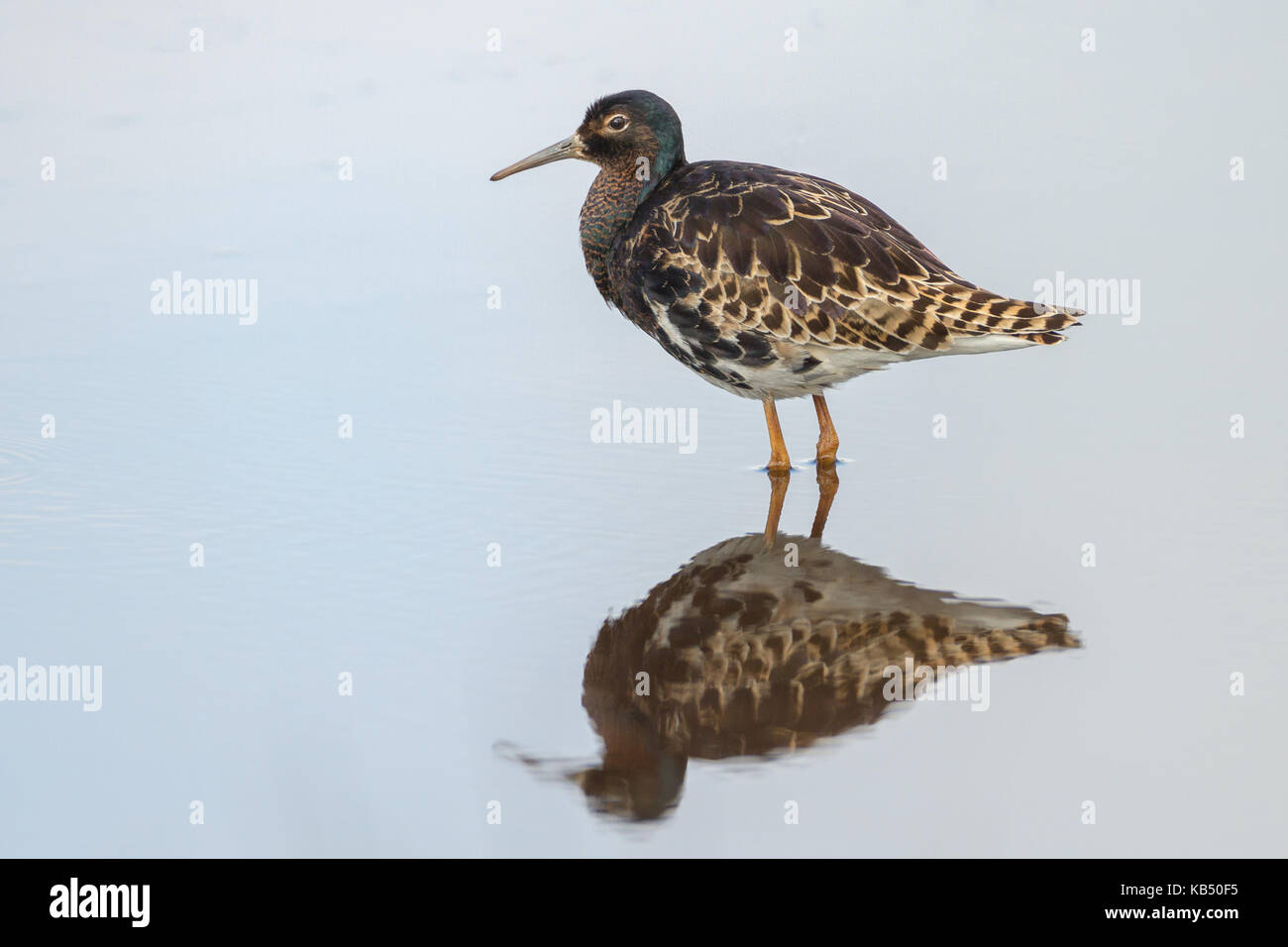 Ruff (Philomachus pugnax) male in breeding plumage, standing in shallow ...