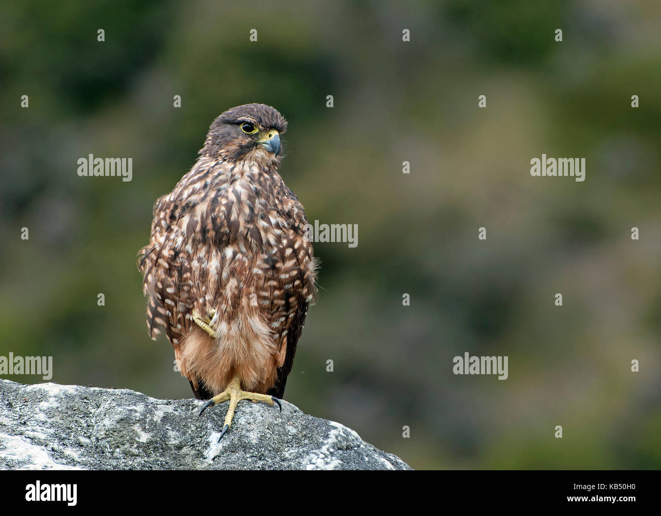 Female Eastern New Zealand Falcon (Falco novaeseelandiae) resting on a ...