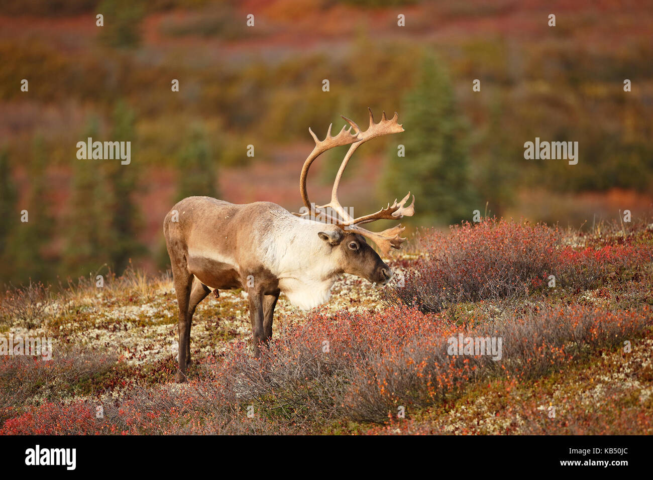 Caribou (Rangifer tarandus) bull on tundra, eating vegetation, United ...