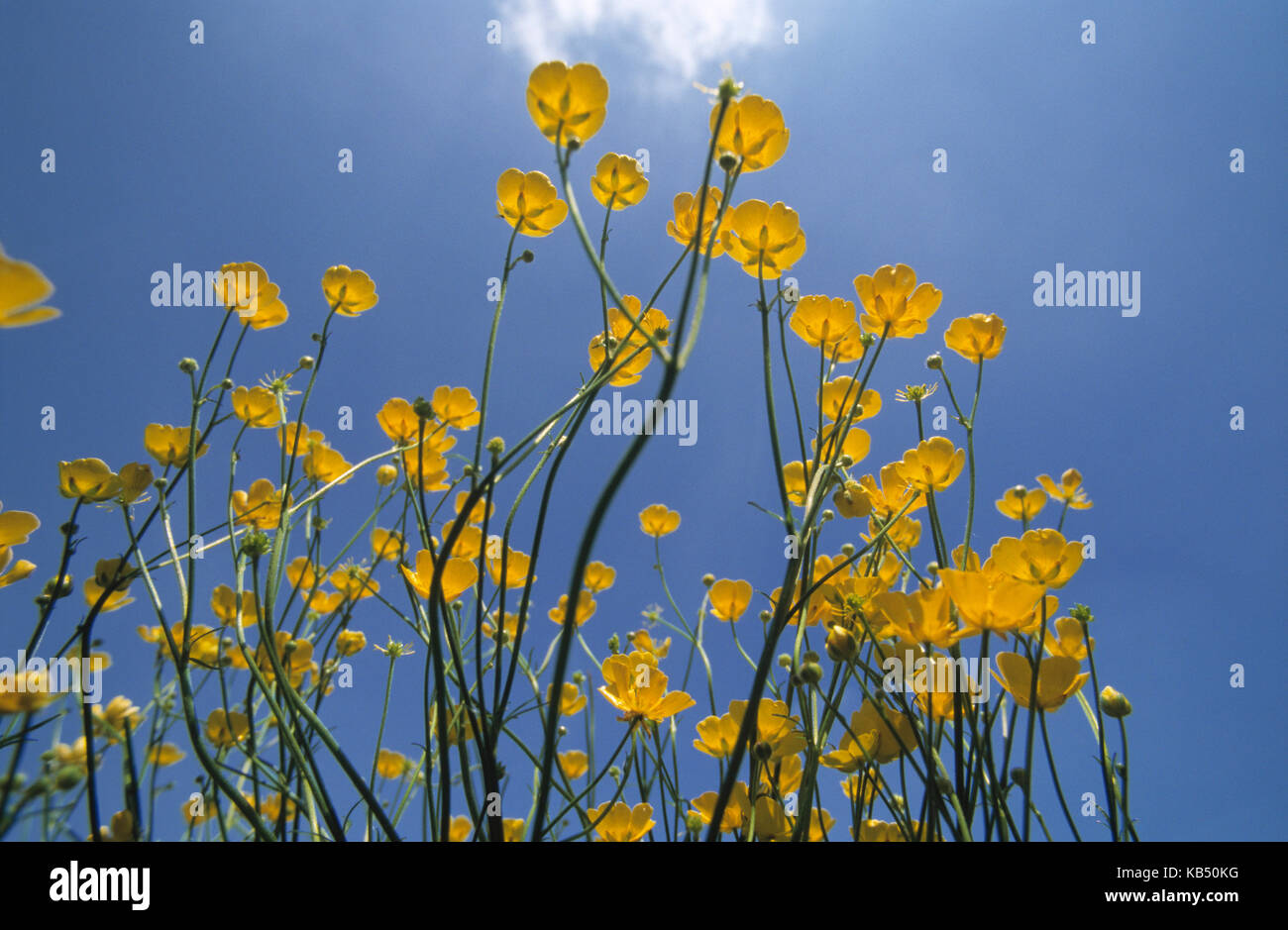 Buttercup (Ranunculus sp) flowers growing up towards the sunlight ...