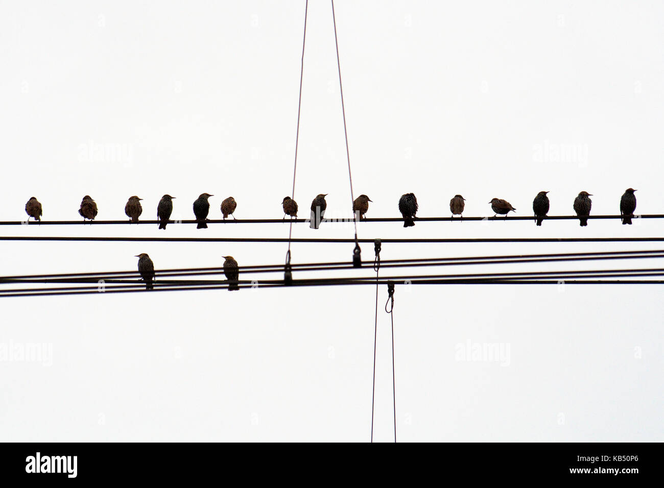 Common Starling (Sturnus vulgaris) group on wire, The Netherlands Stock ...