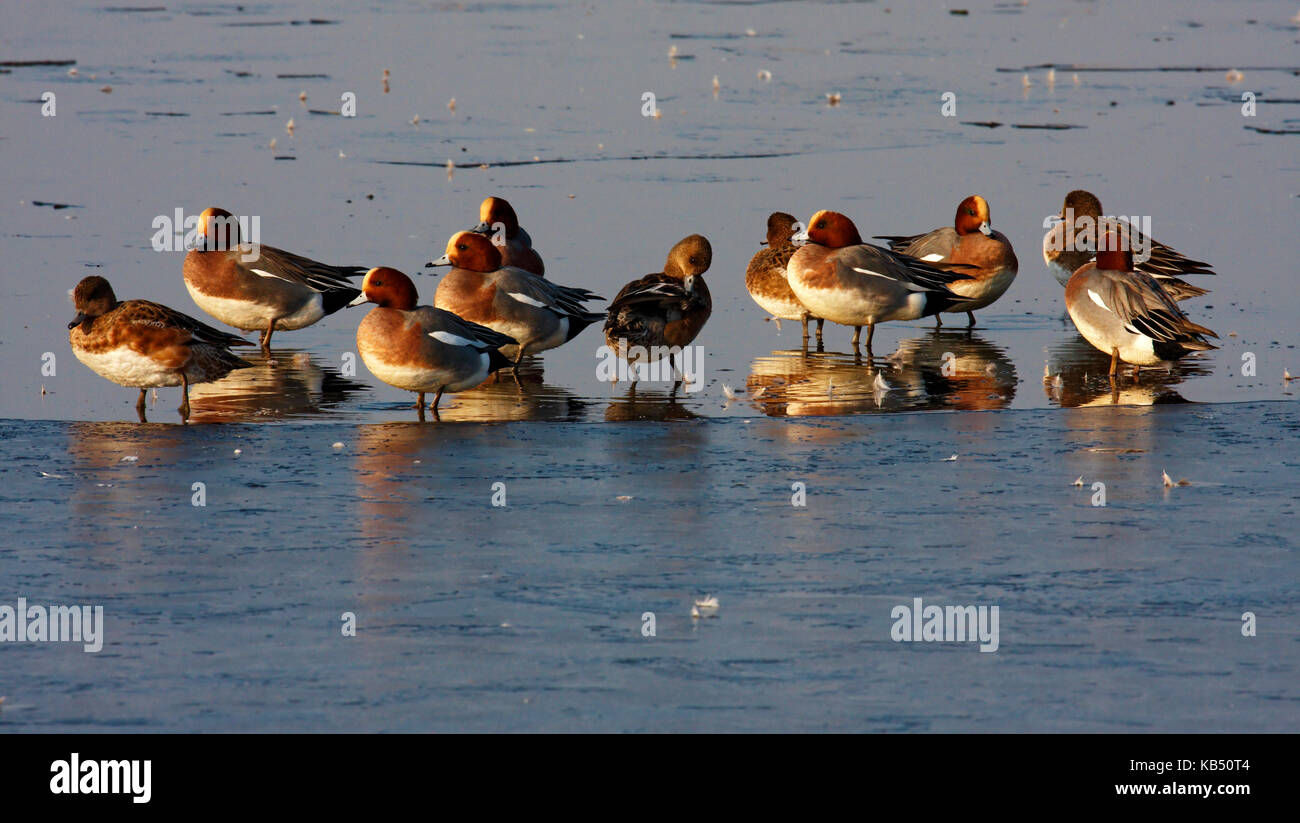 Eurasian Wigeon (Anas penelope) group resting on ice, The Netherlands ...