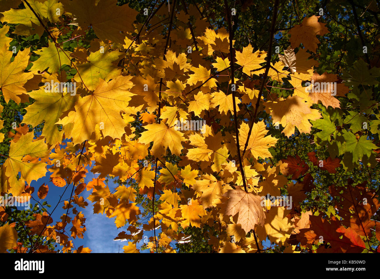 Norway Maple (Acer platanoides) leaves in autumn, The Netherlands Stock ...