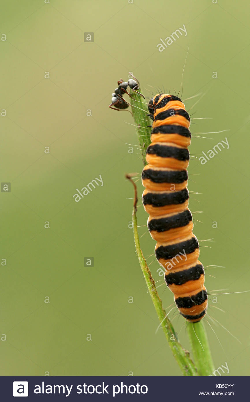 Stinking Willie High Resolution Stock Photography and Images - Alamy