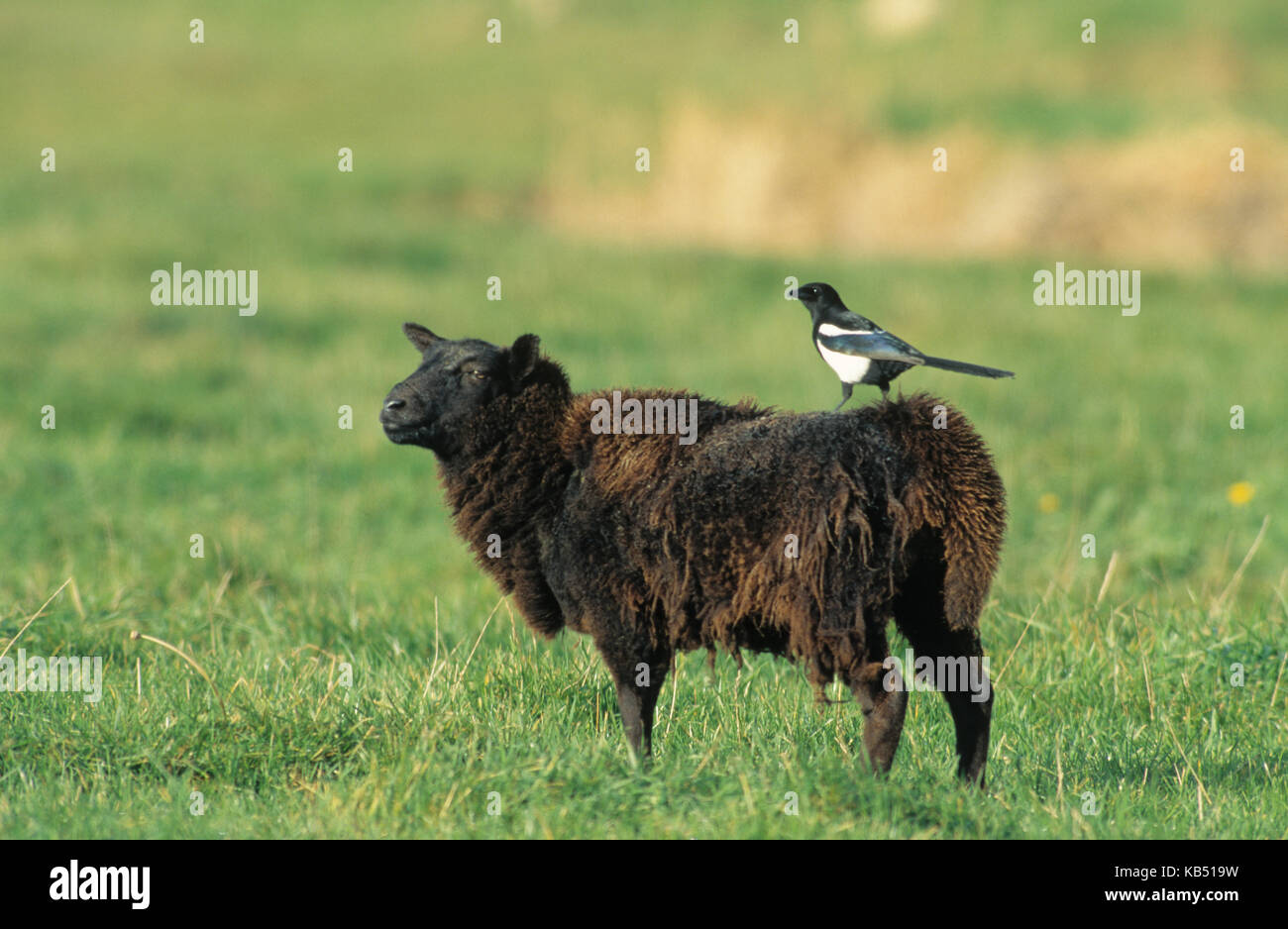 Black-billed Magpie (Pica pica) perching on sheep to get a better view ...