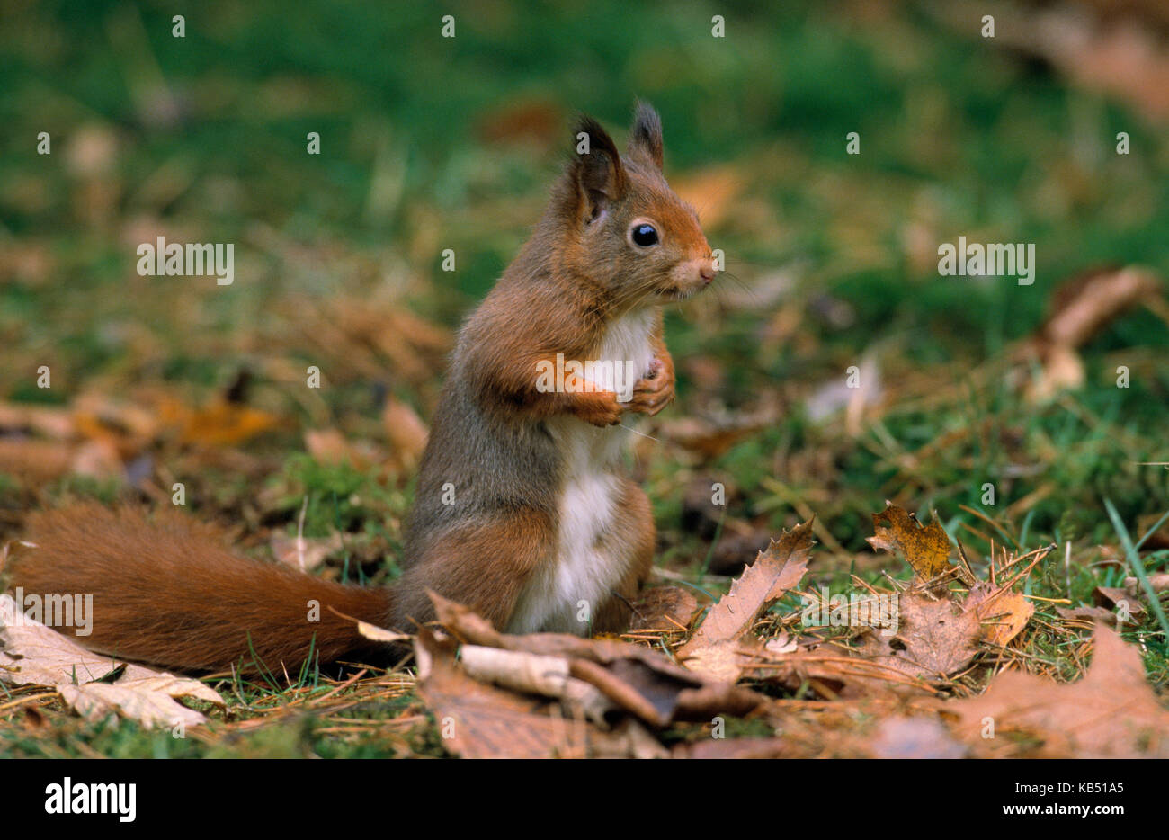 Eurasian Red Squirrel (Sciurus vulgaris) standing among fallen leaves ...